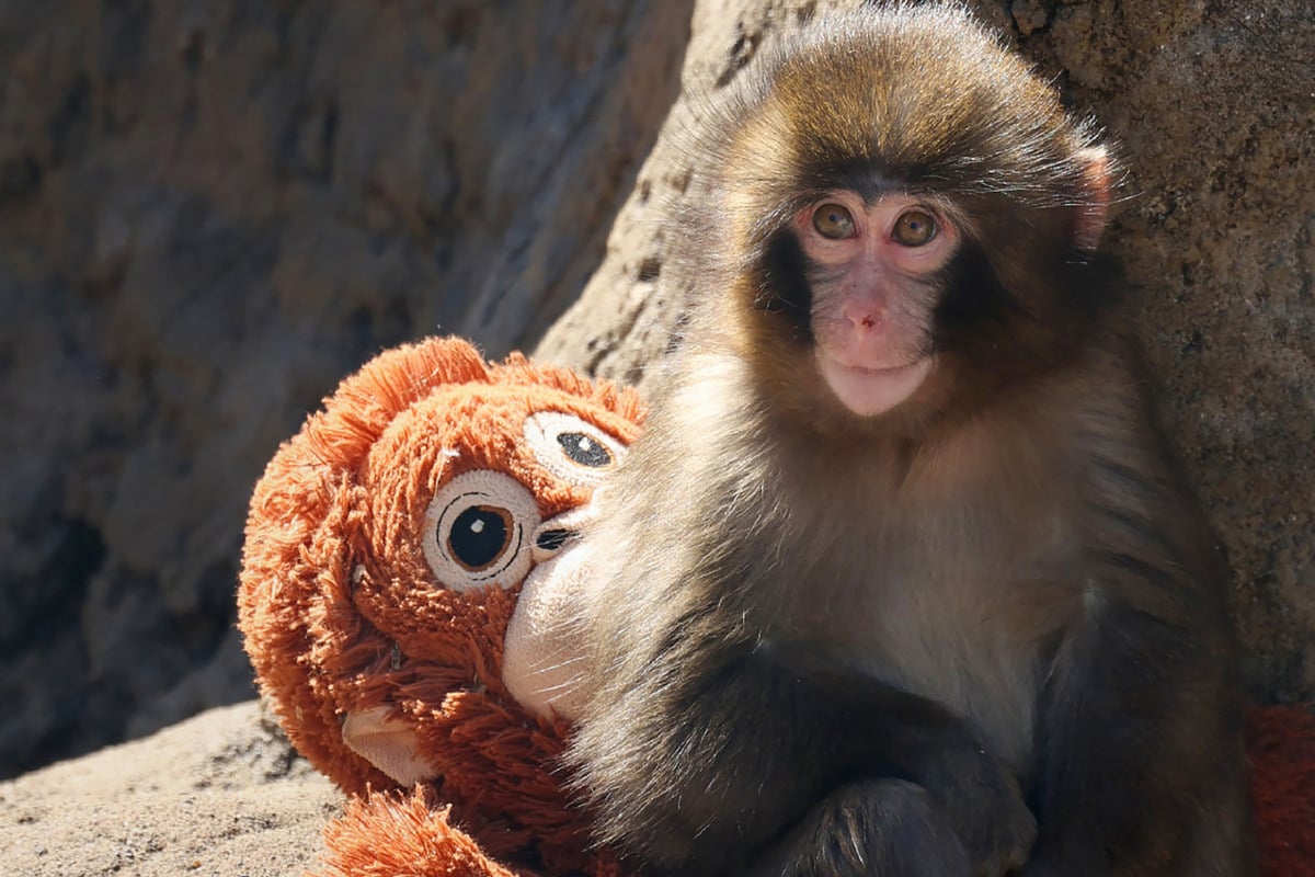 Monkey business! Two Americans arrested in Japan for stunt in Punch the ...