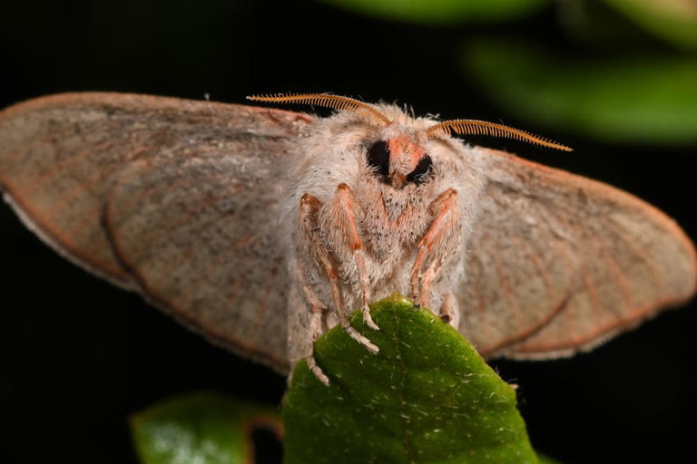 A newly rediscovered moth species in Florida may already be at risk