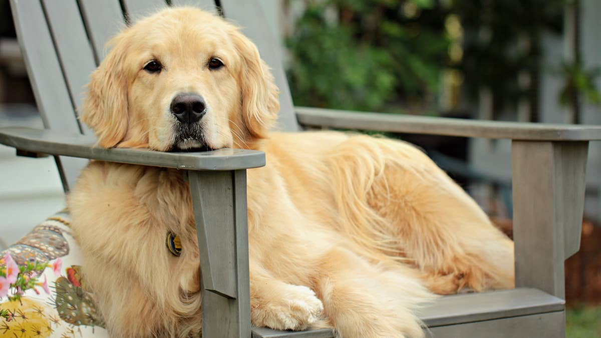 Golden retriever recharges his barking batteries with the sweetest nap ...
