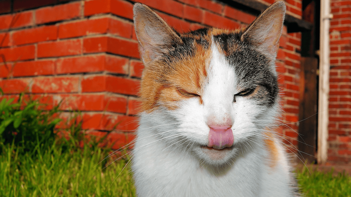 Does your cat stick her tongue out? Here's what the vets say