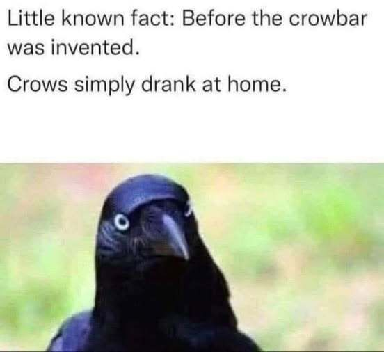 31 bird memes to make your day feel light as a feather