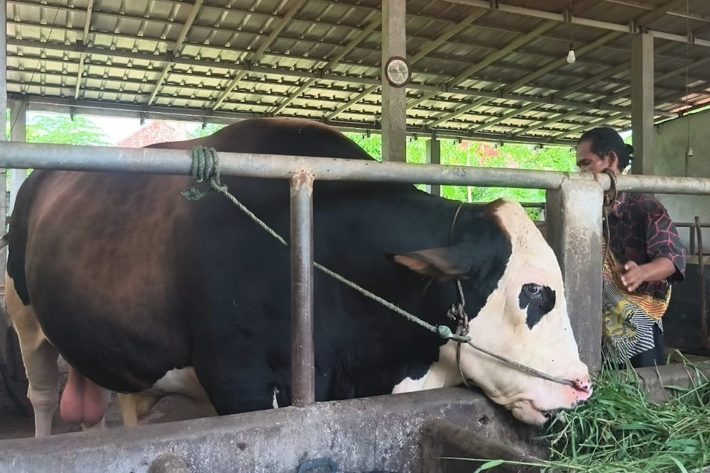 Menengok si gemoy panda, sapi kurban Presiden Prabowo yang berbobot 964 ...