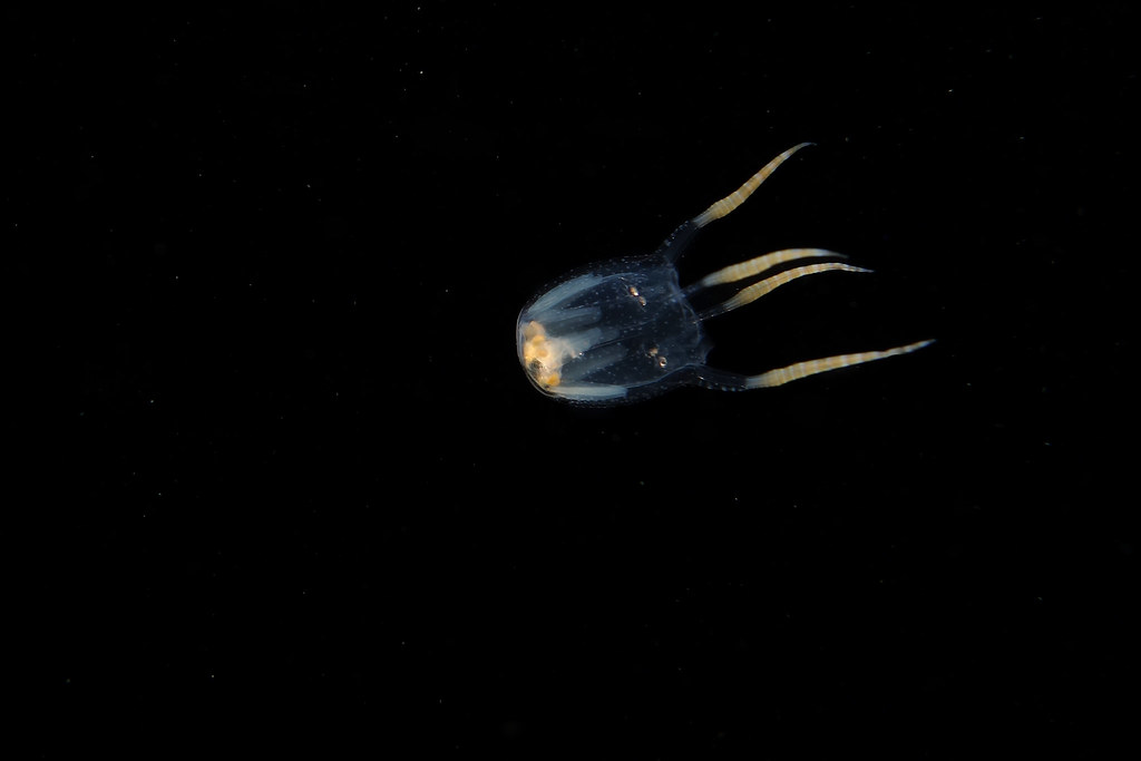 15 creatures of the deep sea that will haunt your dreams