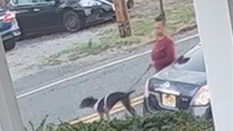 Dog found abandoned on side of the road in New Jersey, police seek answers