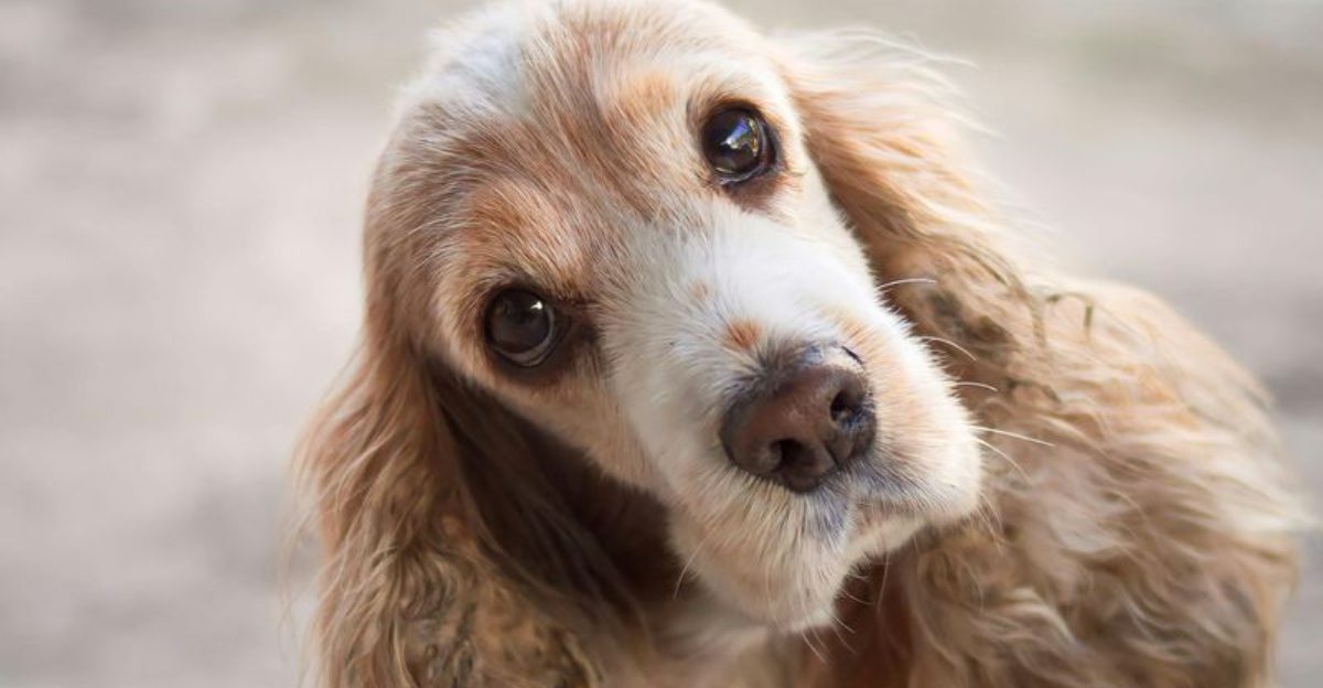 More people are choosing these 13 low-drama dogs over high-maintenance ...