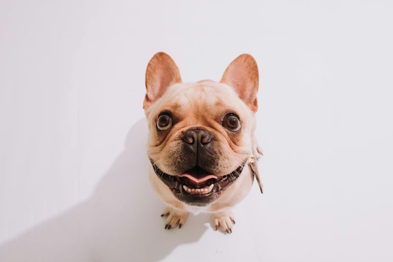 12 peaceful indoor dogs perfect for apartments and tight living spaces