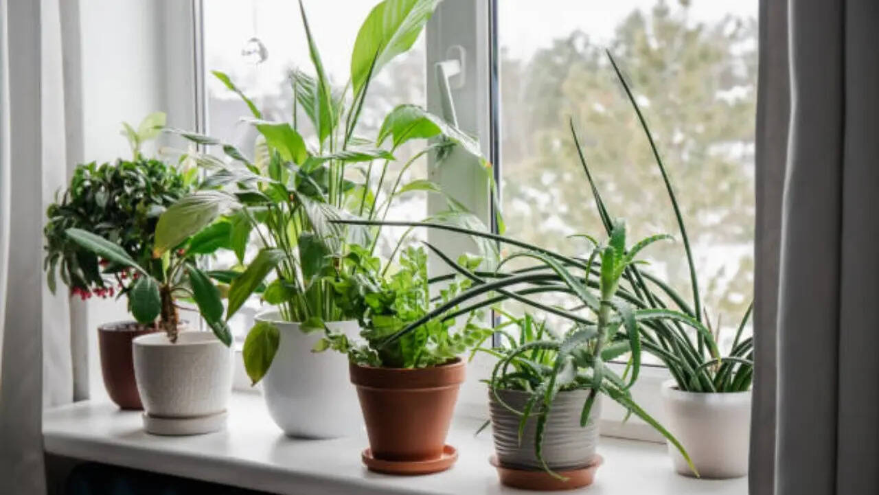 5 unlucky plants you should remove from your home to attract good luck