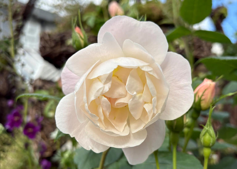 The top trends you need to know from the RHS Chelsea Flower Show