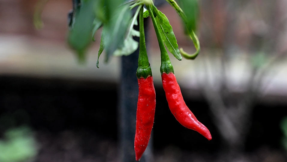 New research links chili to major health and market shifts