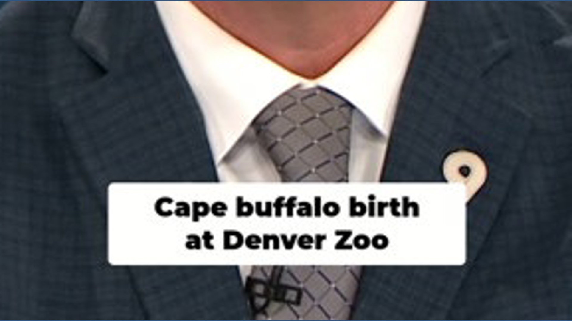 Denver Zoo welcomes baby Cape buffalo