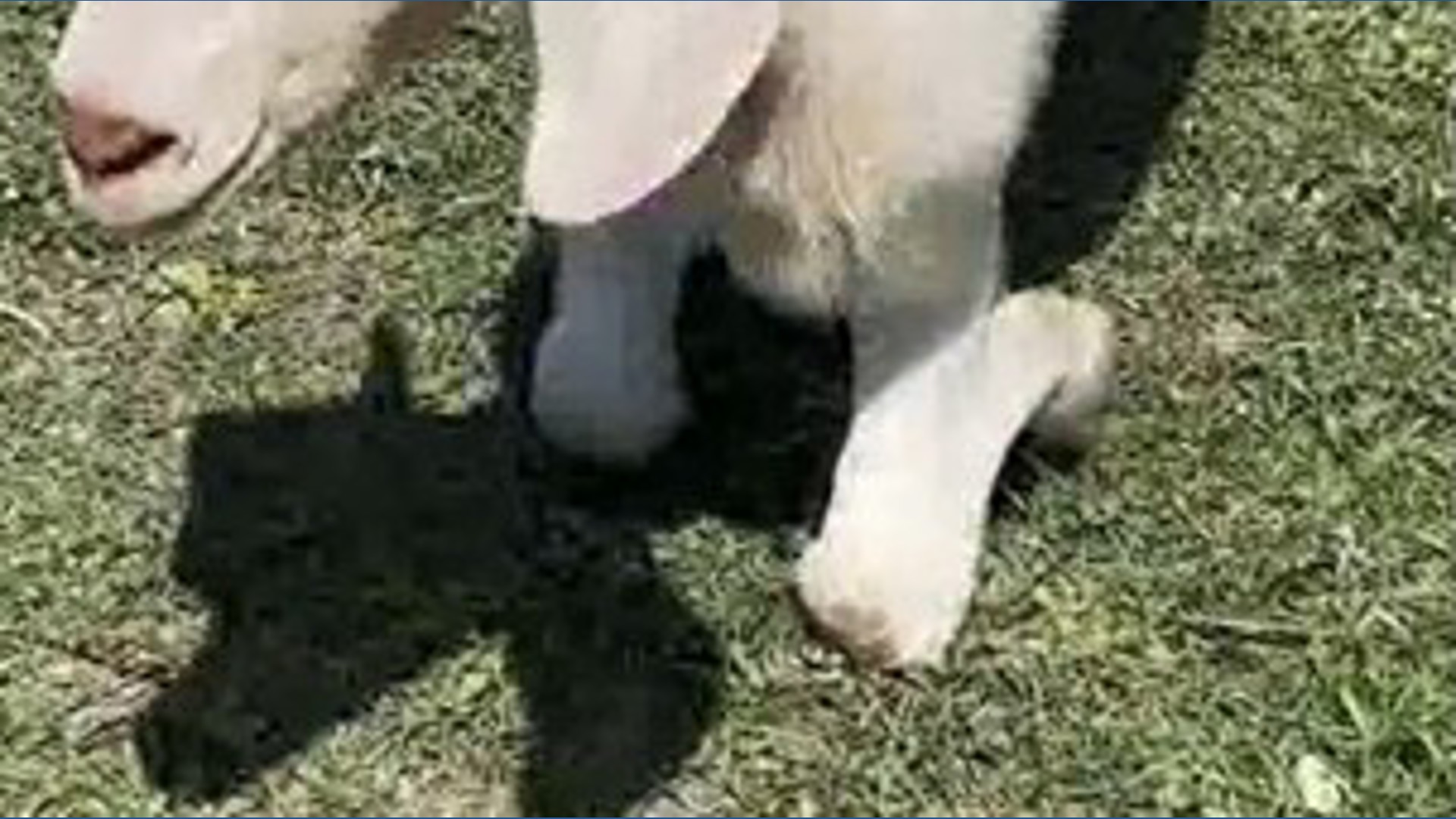 Goat's incredible determination inspires hope