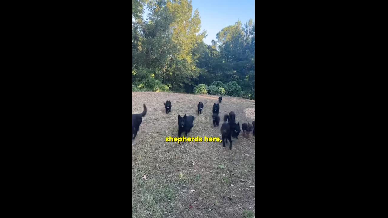 The stranger’s behavior around my dogs shocked everyone