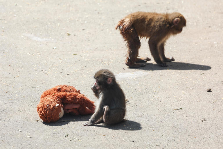 2 Americans arrested over stunt at viral baby monkey Punch's zoo in Japan