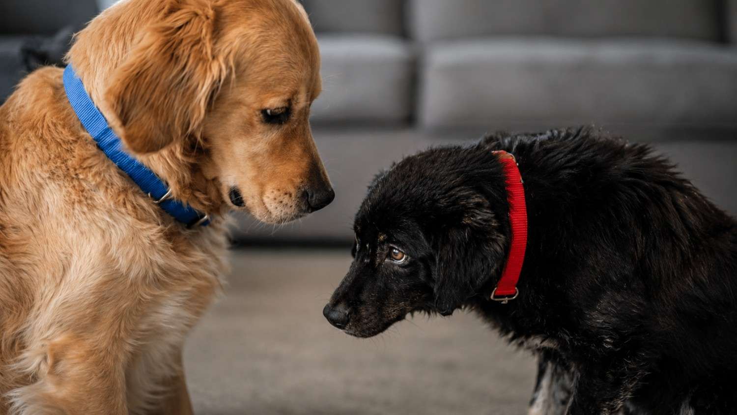 Golden retriever meets a shut down rescue puppy