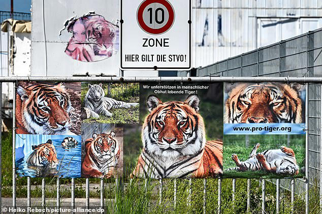 Tiger is shot dead in Germany after escaping 'Tiger Queen' owner and ...