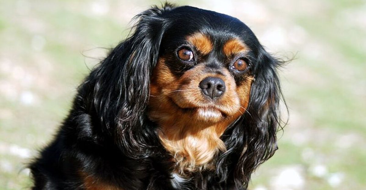 12 companion dog breeds known for deep devotion later in life