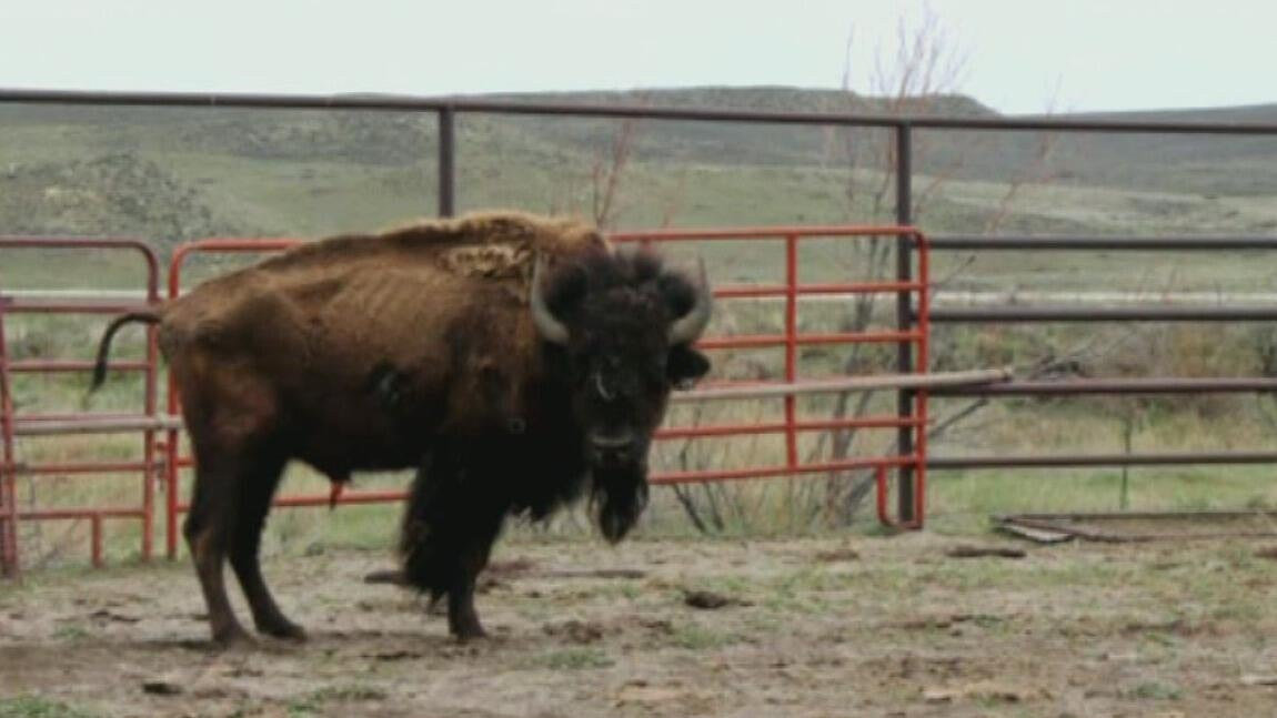 More than 90 bison seized from ranch in Moffat County