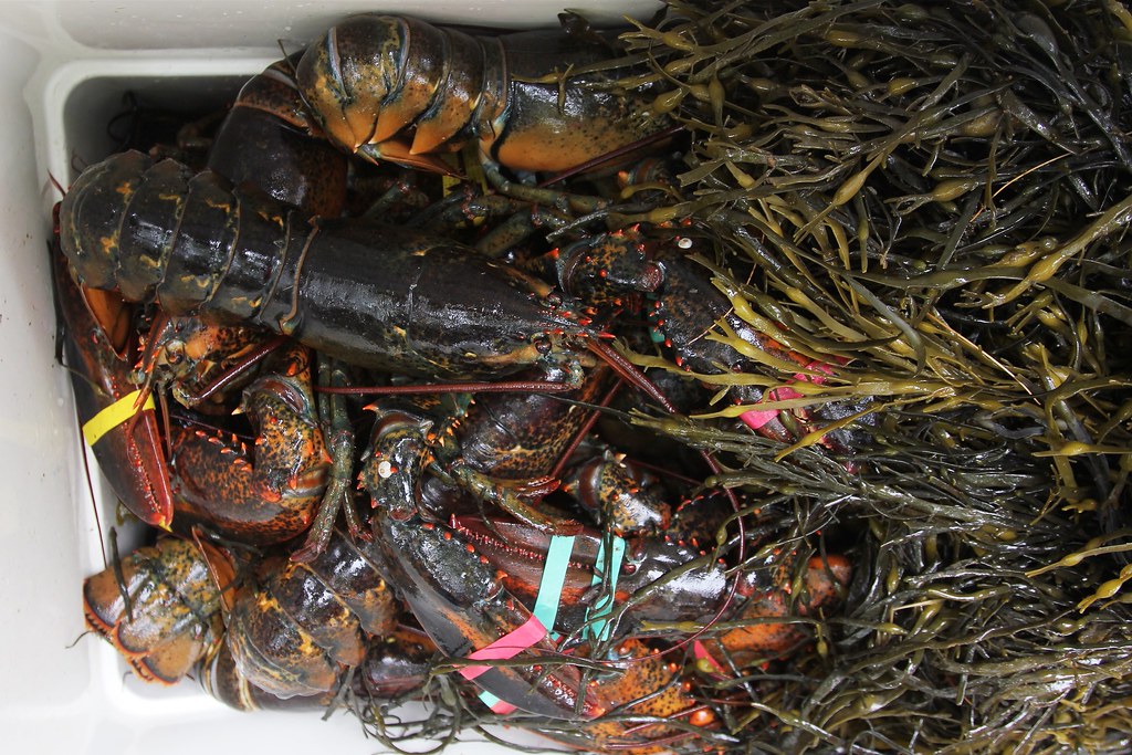 The strangest things ever found at airport security checkpoints