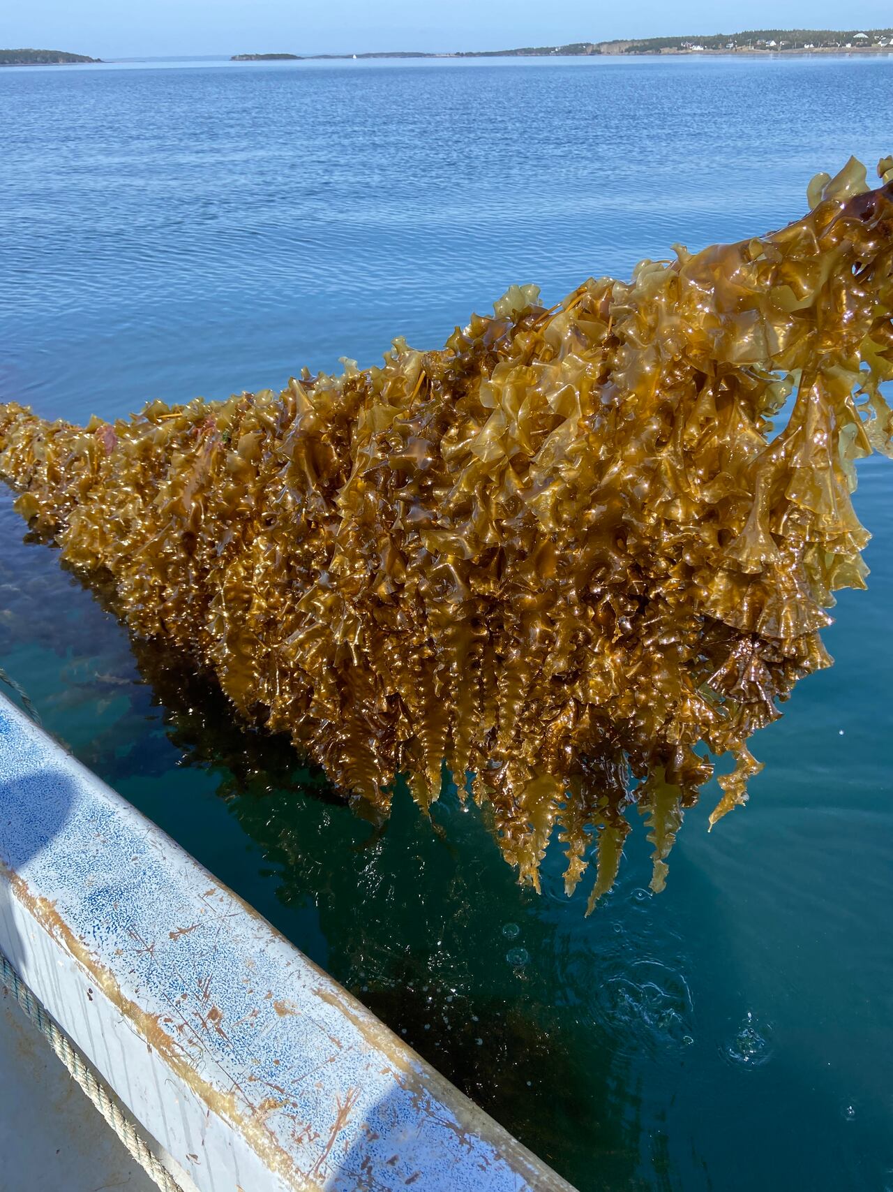 Cascadia Seaweed set to launch new biorefinery near Prince Rupert