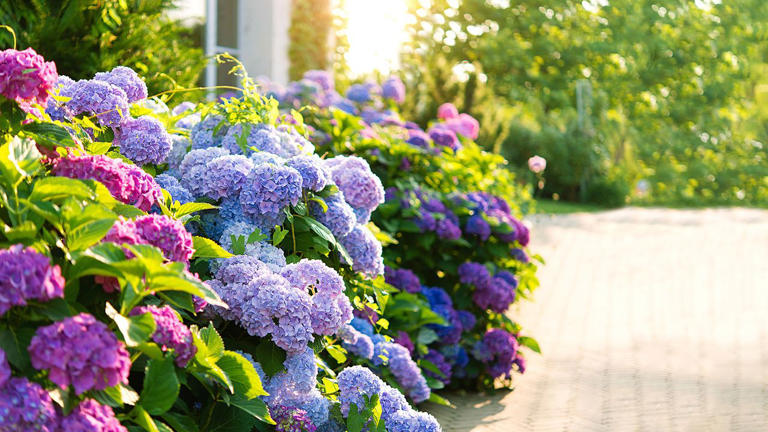Gardeners urged to add coffee grounds when watering hydrangeas — here's why