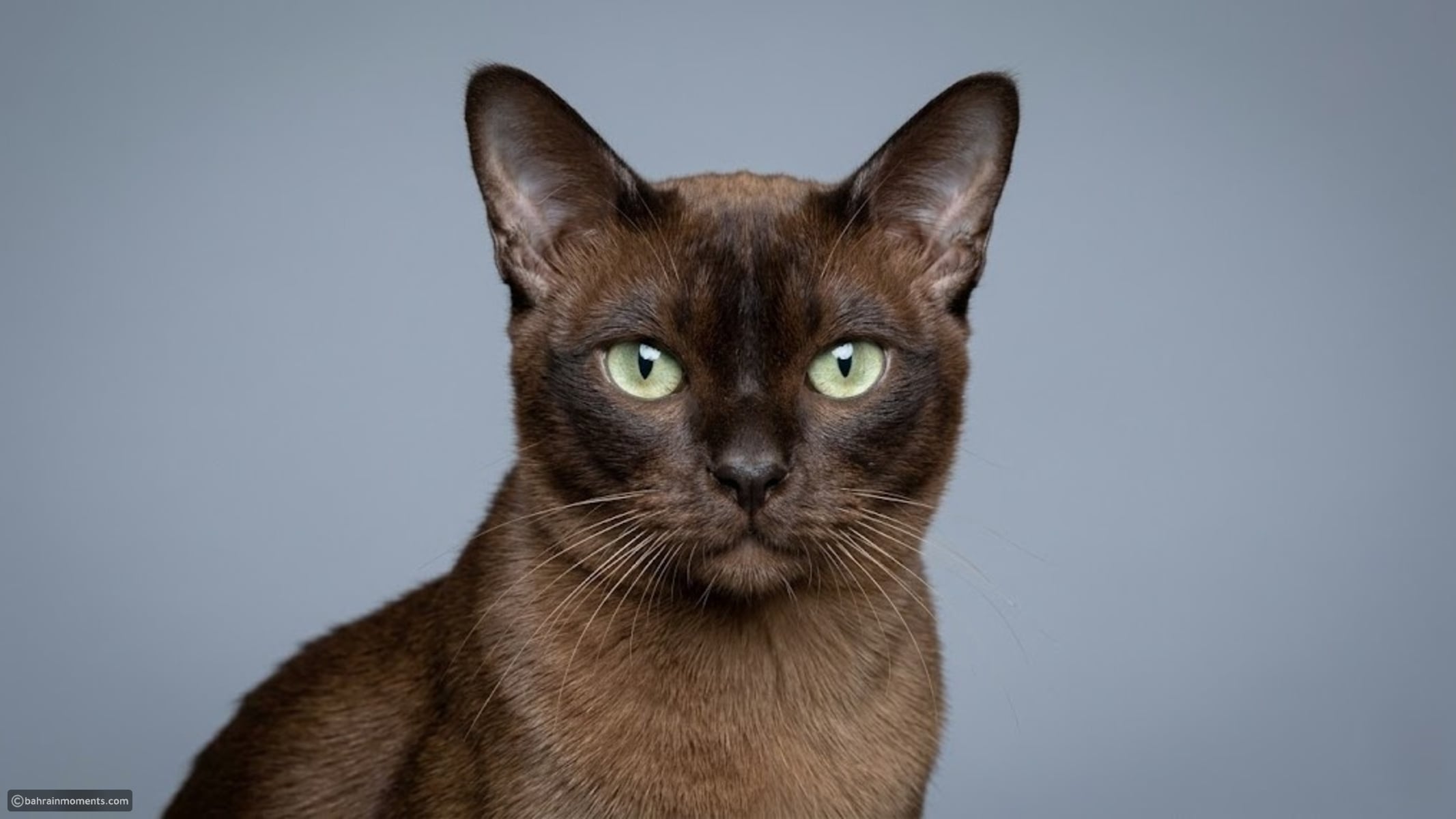 The most affectionate cat breeds - yes, they do exist