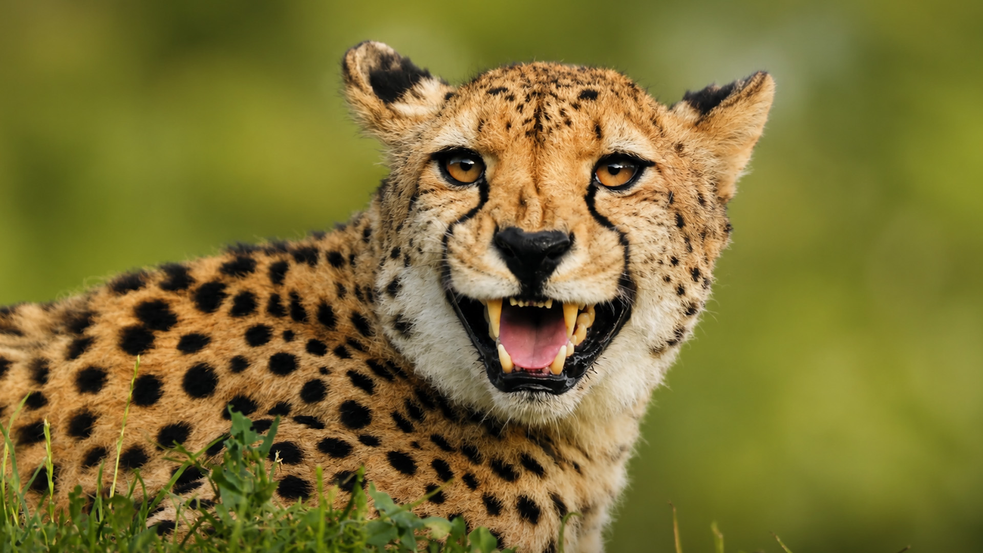 What this cheetah did after noticing the camera was unexpected