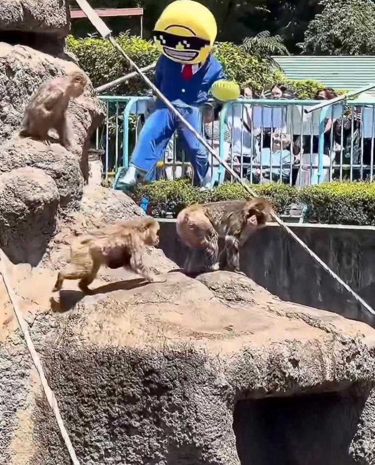 American tourists arrested after breaking into Punch the Monkey’s ...