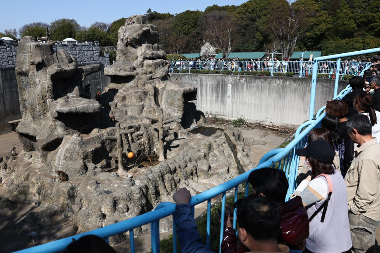 American tourists arrested after breaking into Punch the Monkey’s ...
