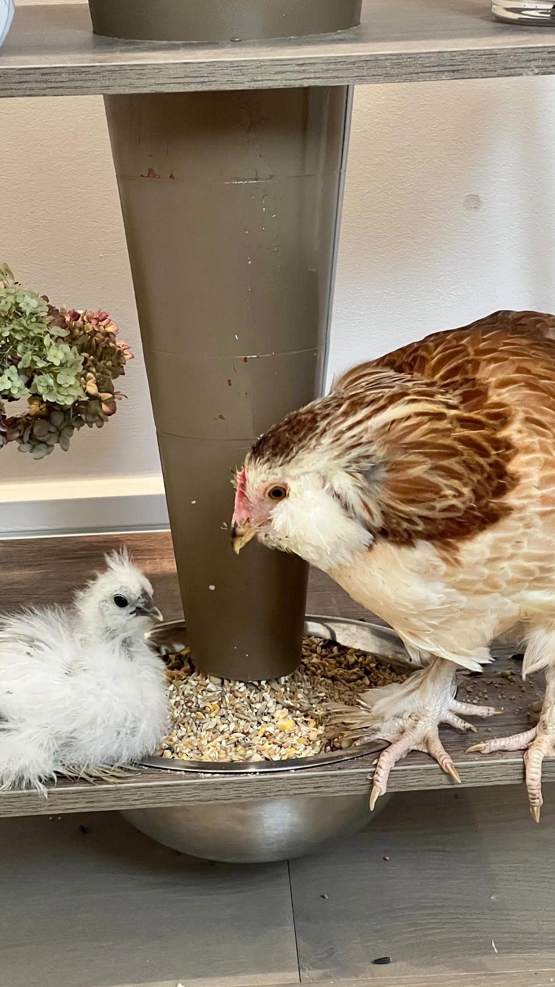 Homemade chicken feeder design anyone can build