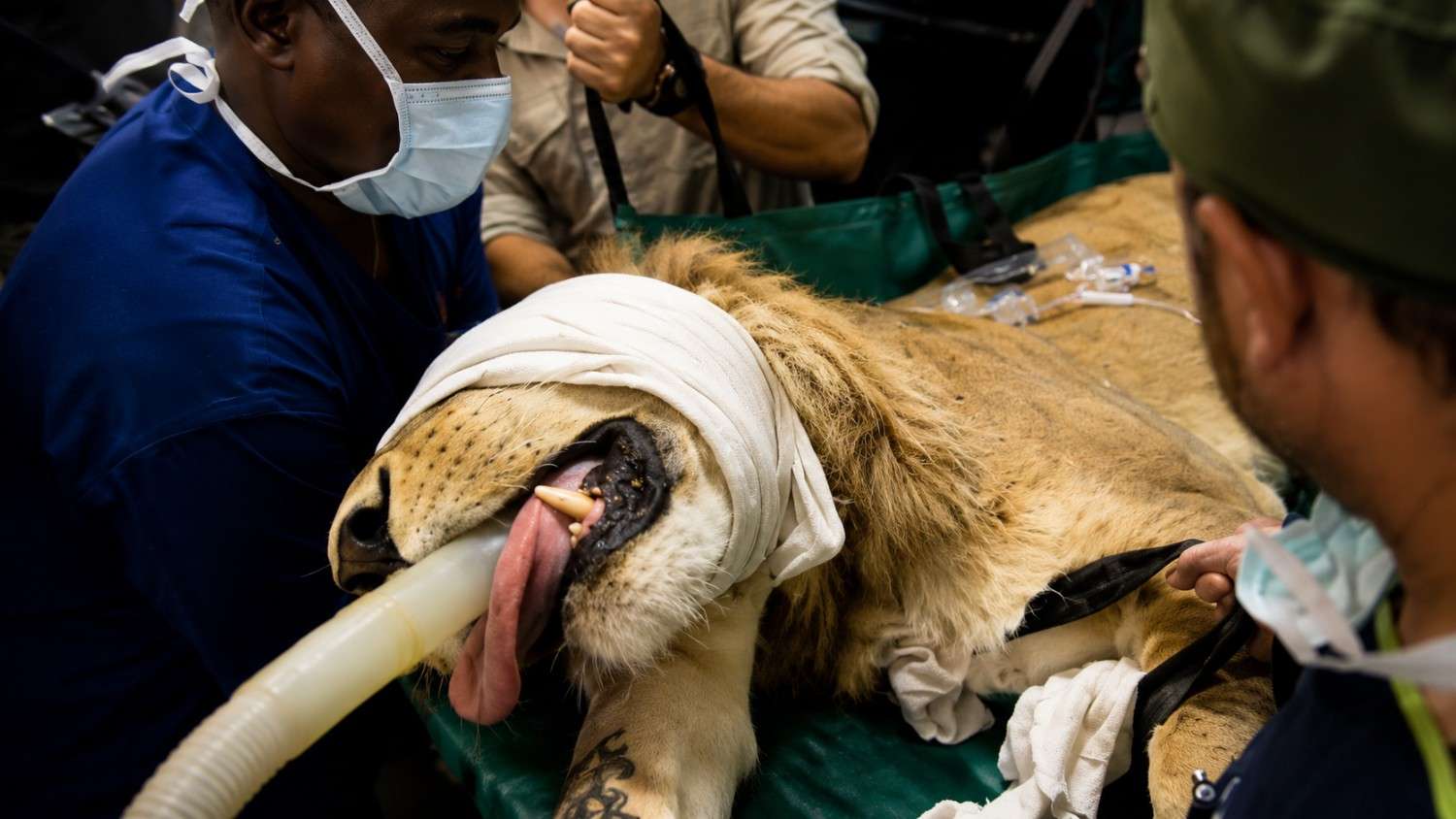 A lioness injury that turned treatment into a challenge