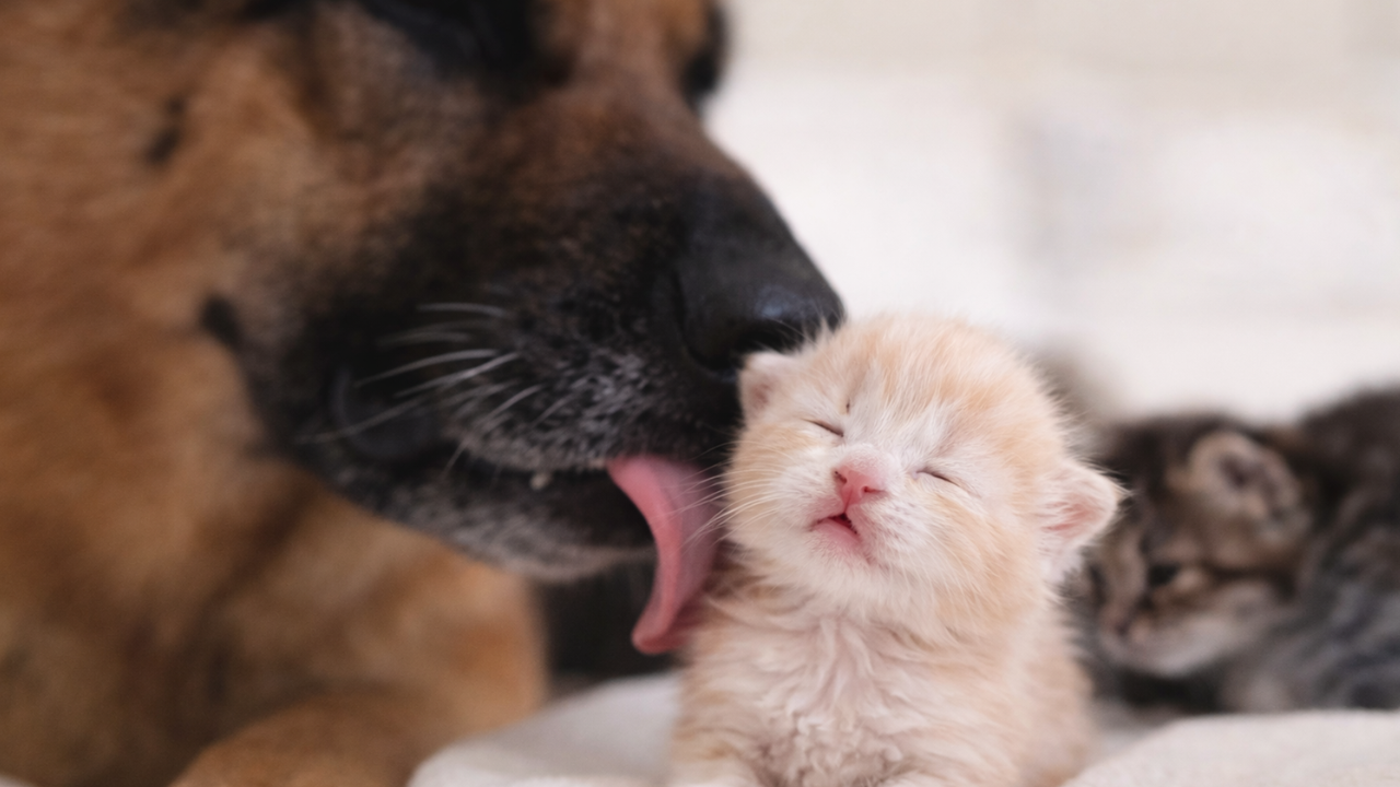 Tiny kittens fall in love with giant German shepherd