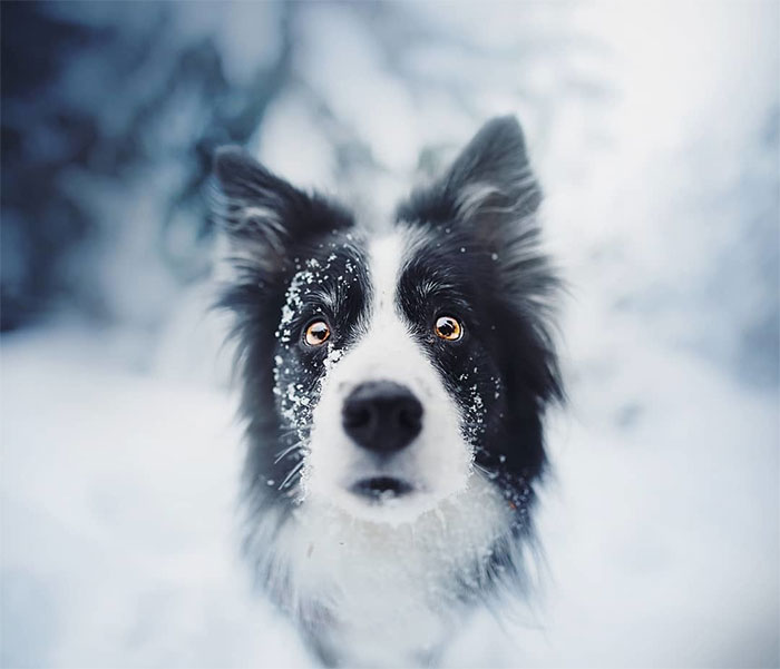 50 brilliant dog photos to make you say "Awww"