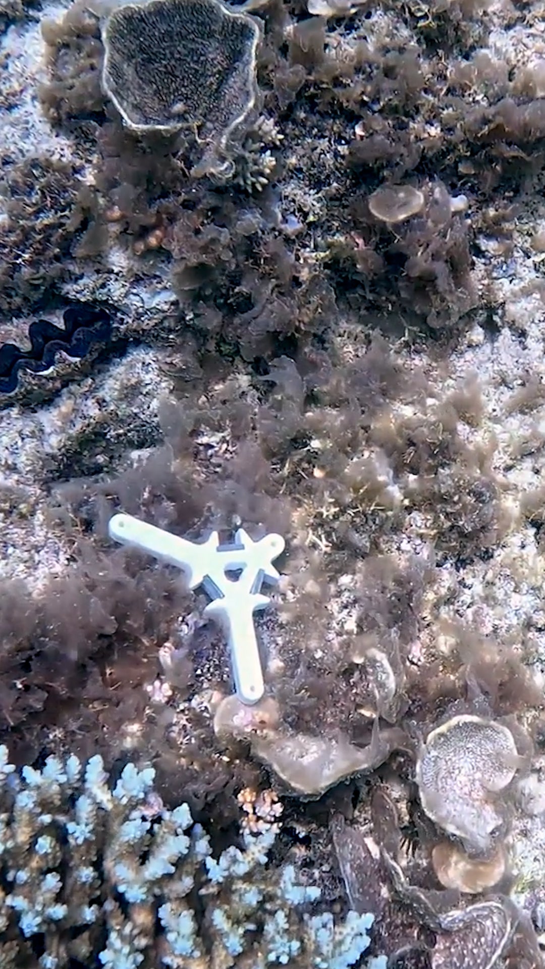 An underwater miracle?