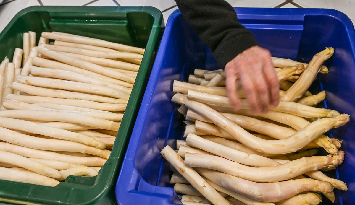 Spargel-Fans dürfen jubeln: Preise purzeln immer weiter runter