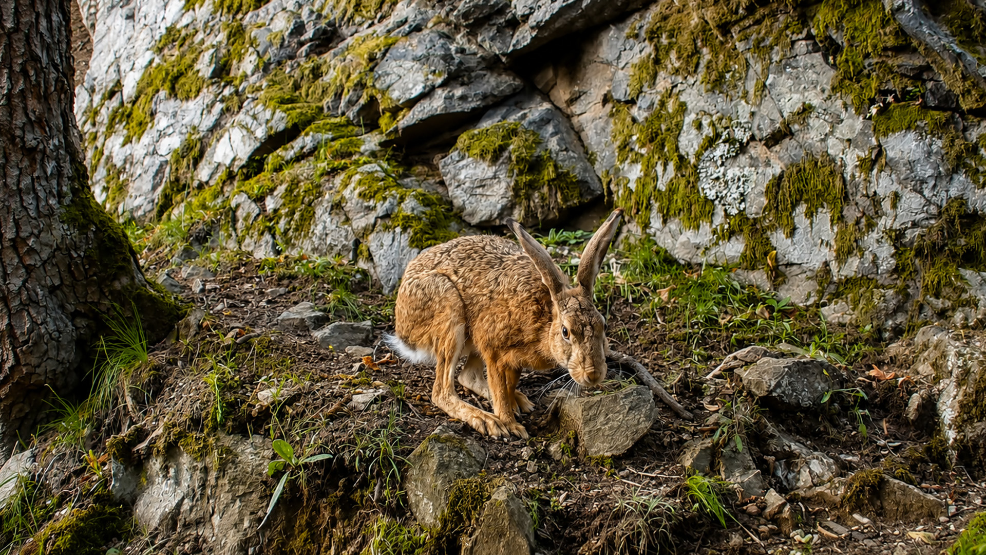 Camera trap footage reveals the secret life of a wild hare