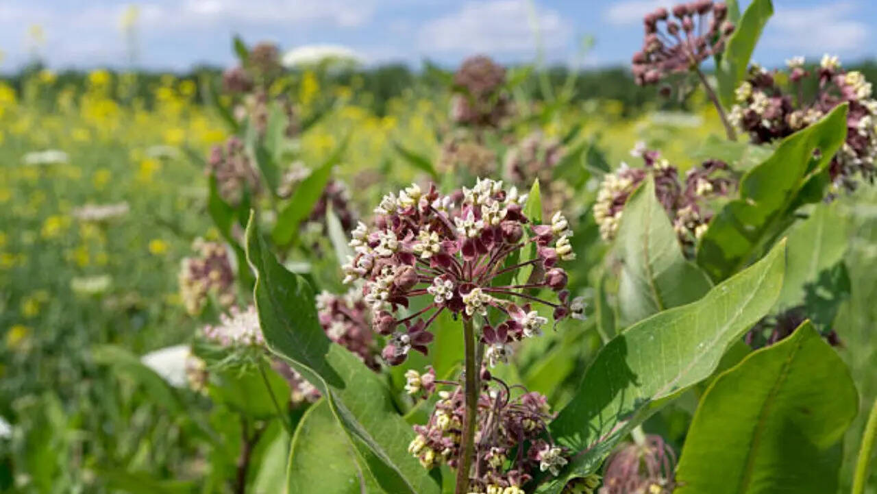 5 unlucky plants you should remove from your home to attract good luck