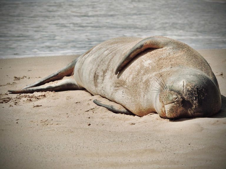 Tourist who threw rock at seal devastated at backlash