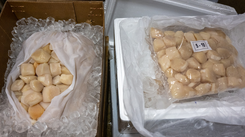 Mistakes everyone makes when cooking scallops, according to 2 seafood ...