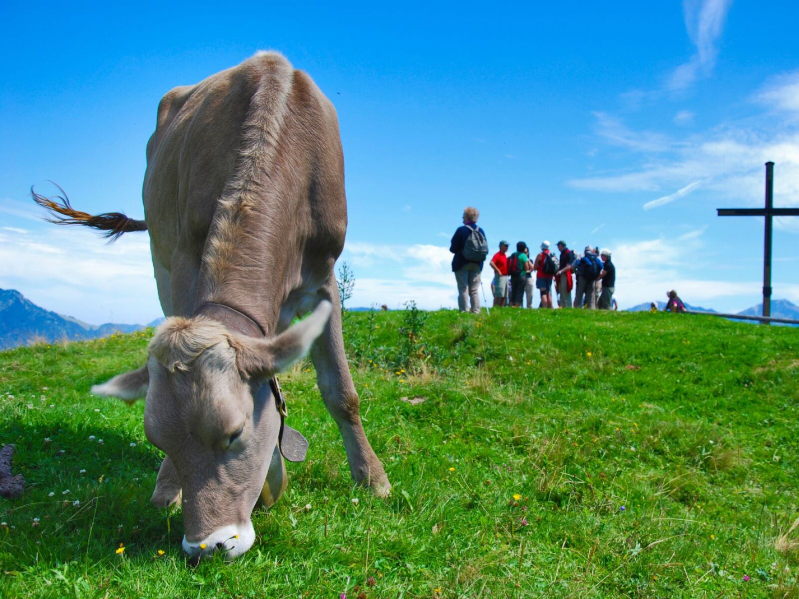 Rinder auf dem Wanderweg: So kommen Sie sicher vorbei