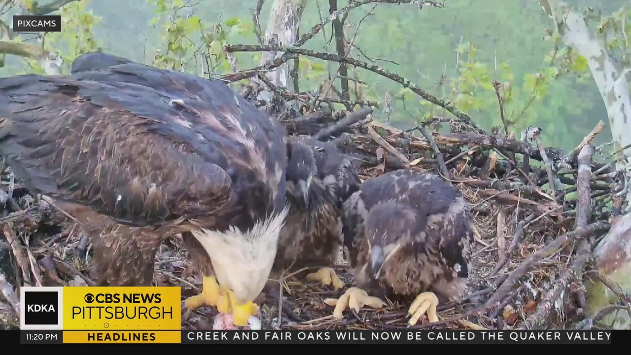 Glen Hazel eaglet dies from unknown illness