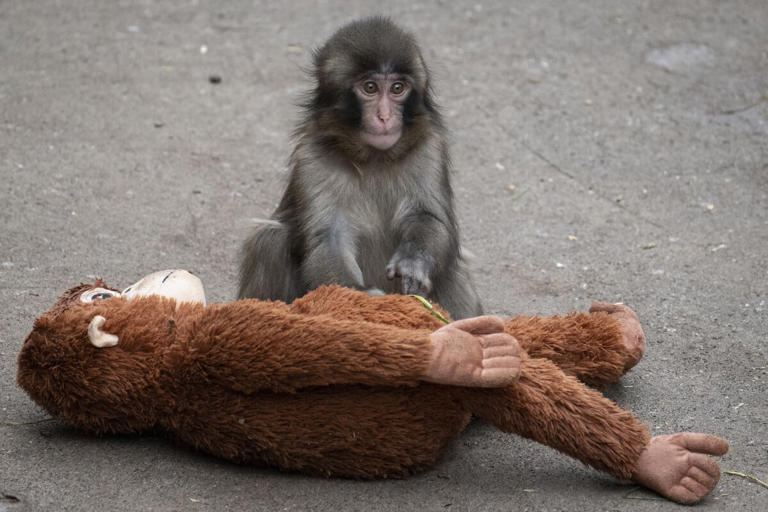 Monkey business! Two Americans arrested in Japan for stunt in Punch the ...