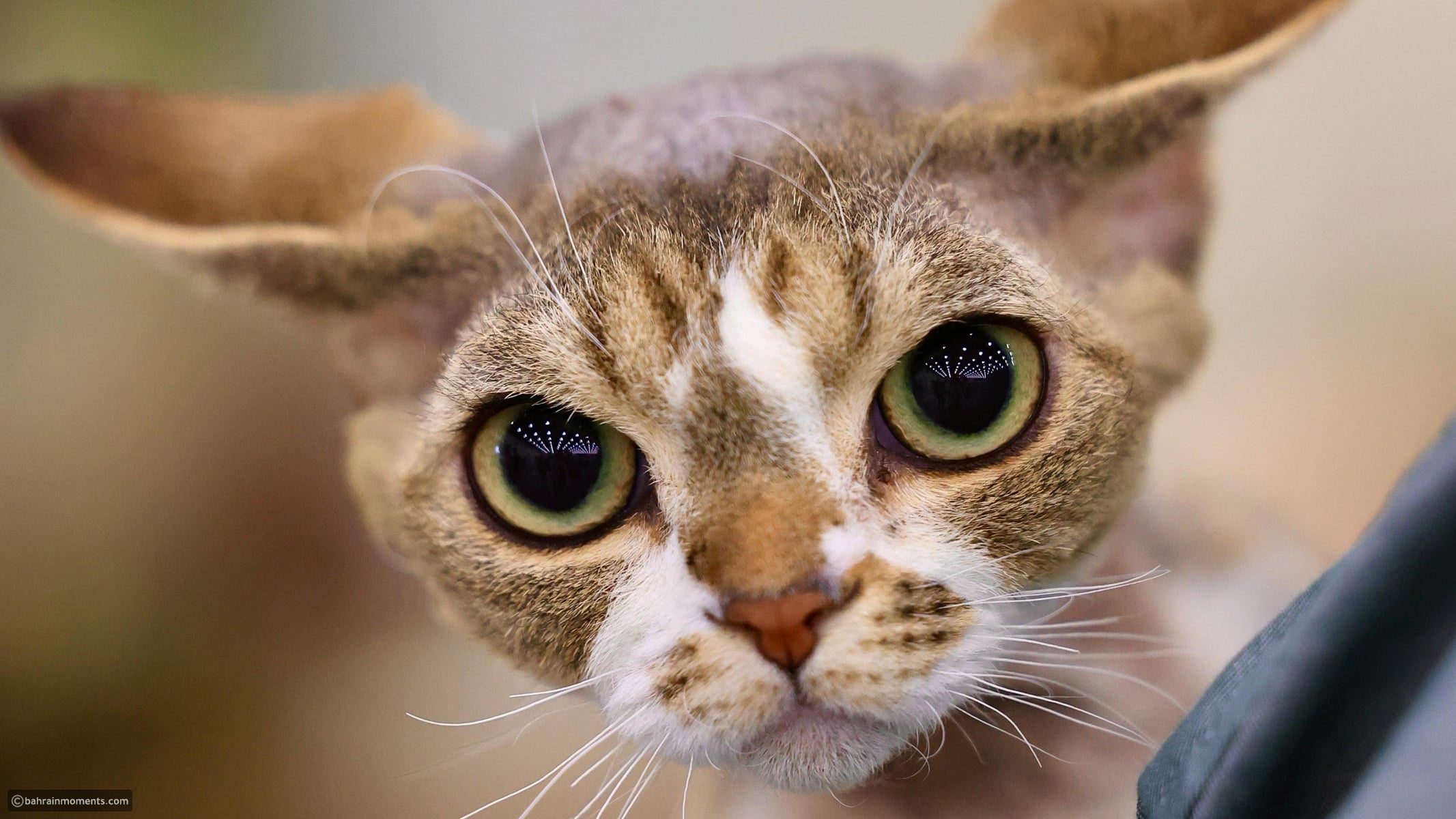 The most affectionate cat breeds - yes, they do exist