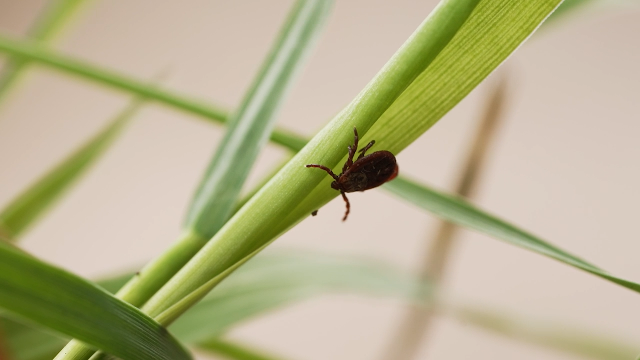 Consumer Reports: Tick-proof your yard