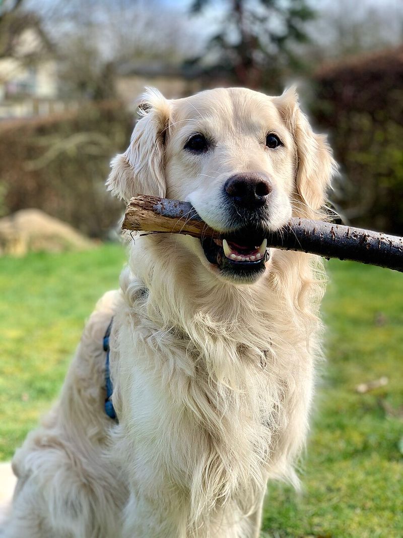 Floor licking can be a warning sign – 10 dog breeds prone to it