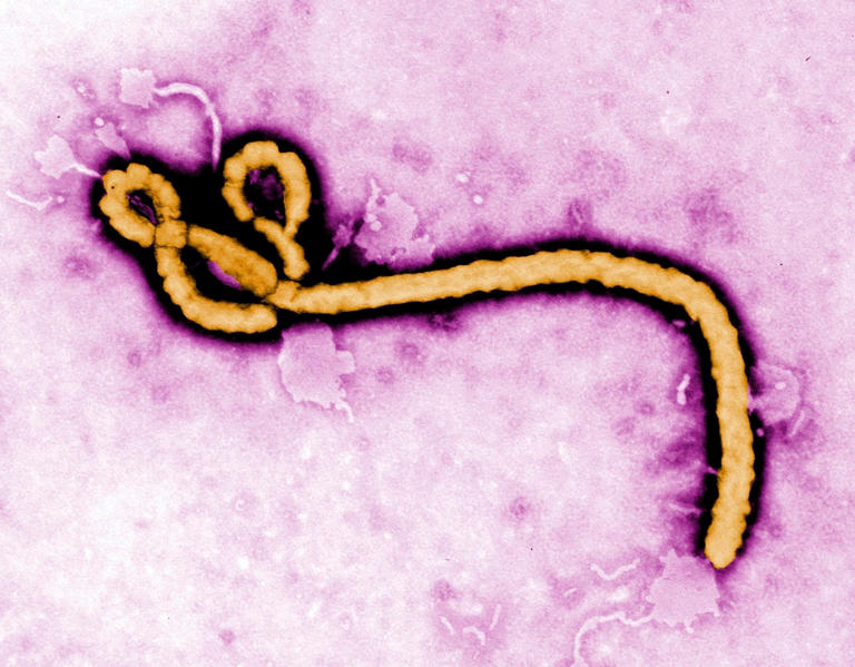 Silent spread of rare and deadly Ebola strain exposes surveillance gaps