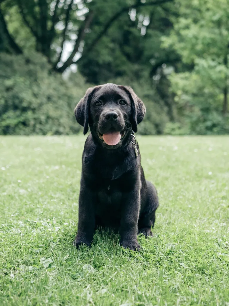 More people are choosing these 13 low-drama dogs over high-maintenance ...