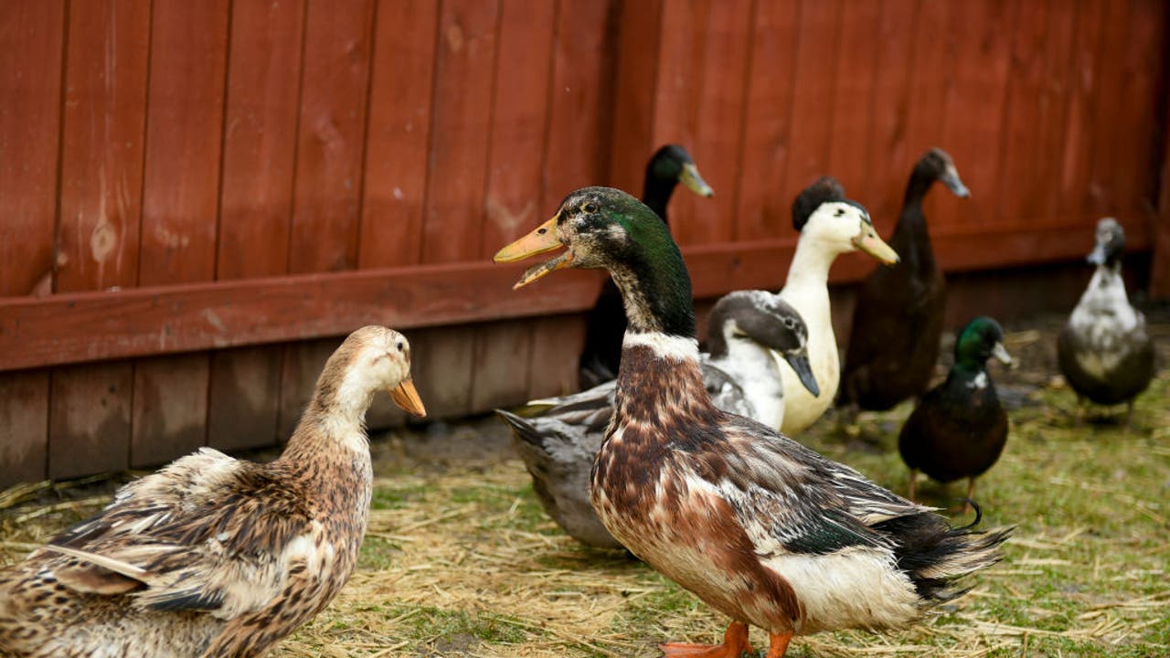 Salmonella outbreak linked to backyard ducks hits Georgia