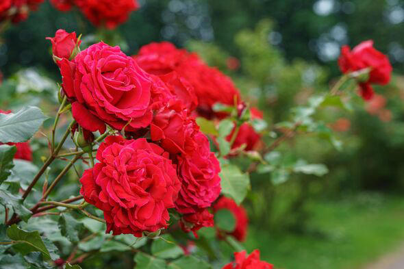 Roses will produce more flowers if gardeners do 1 'simple' 60-second ...