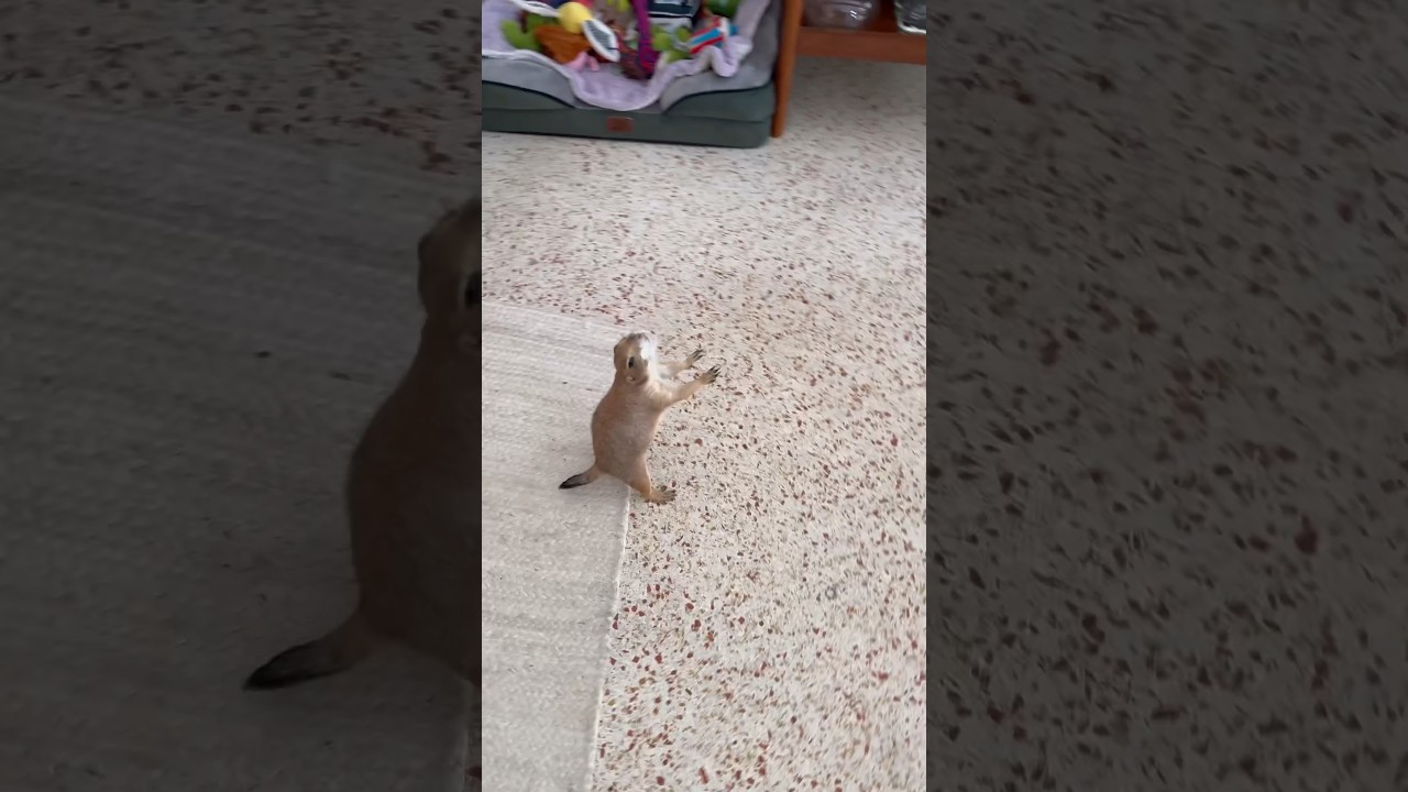 Pop goes the prairie dog and the wahoo that follows is everything