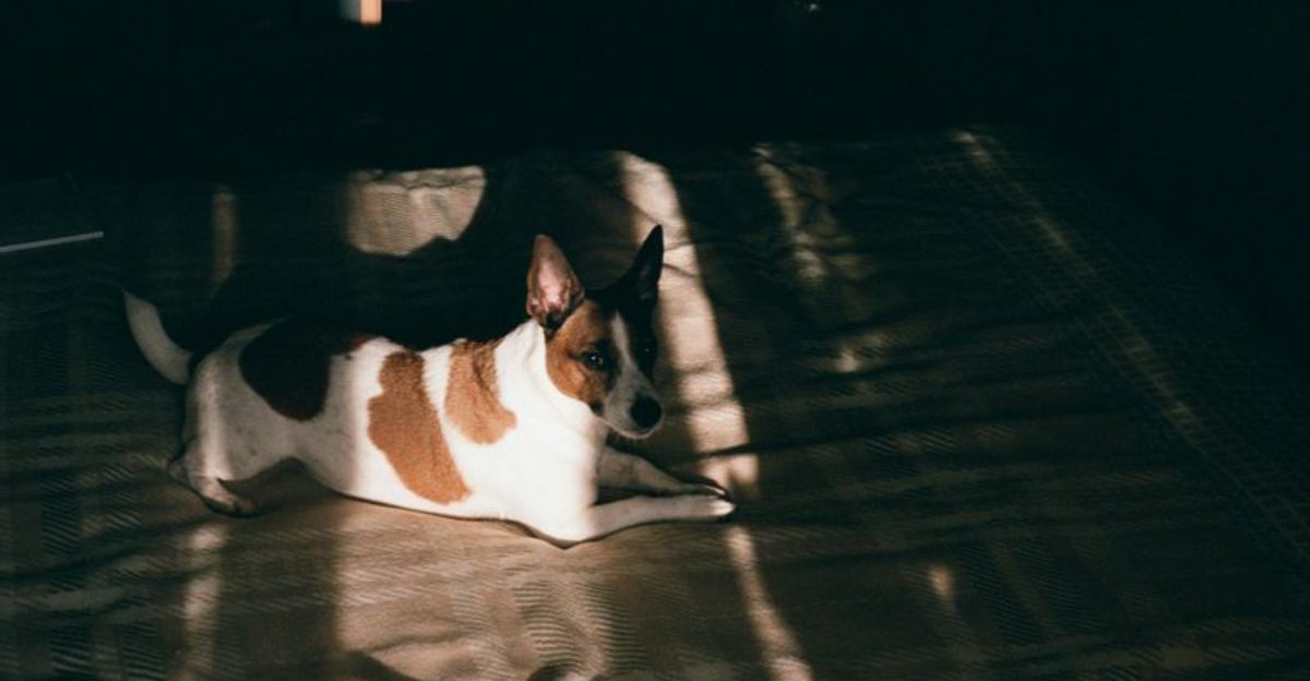 If ordinary dogs bore you, these 11 breeds bring serious personality